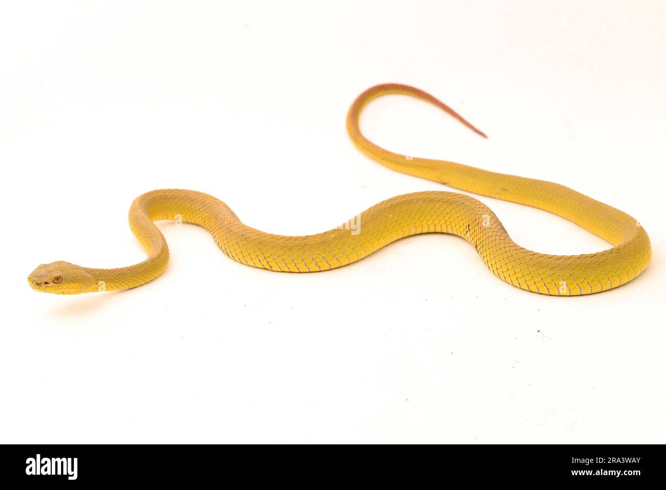 Yellow Sunda Island pitviper snake Trimeresurus insularis wetar ...