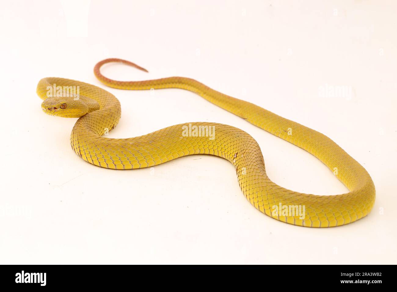 Yellow Sunda Island pitviper snake Trimeresurus insularis wetar ...