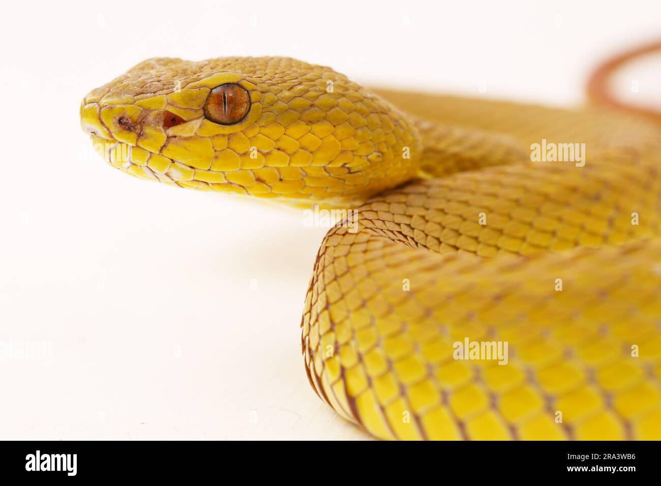 Yellow Sunda Island pitviper snake Trimeresurus insularis wetar ...