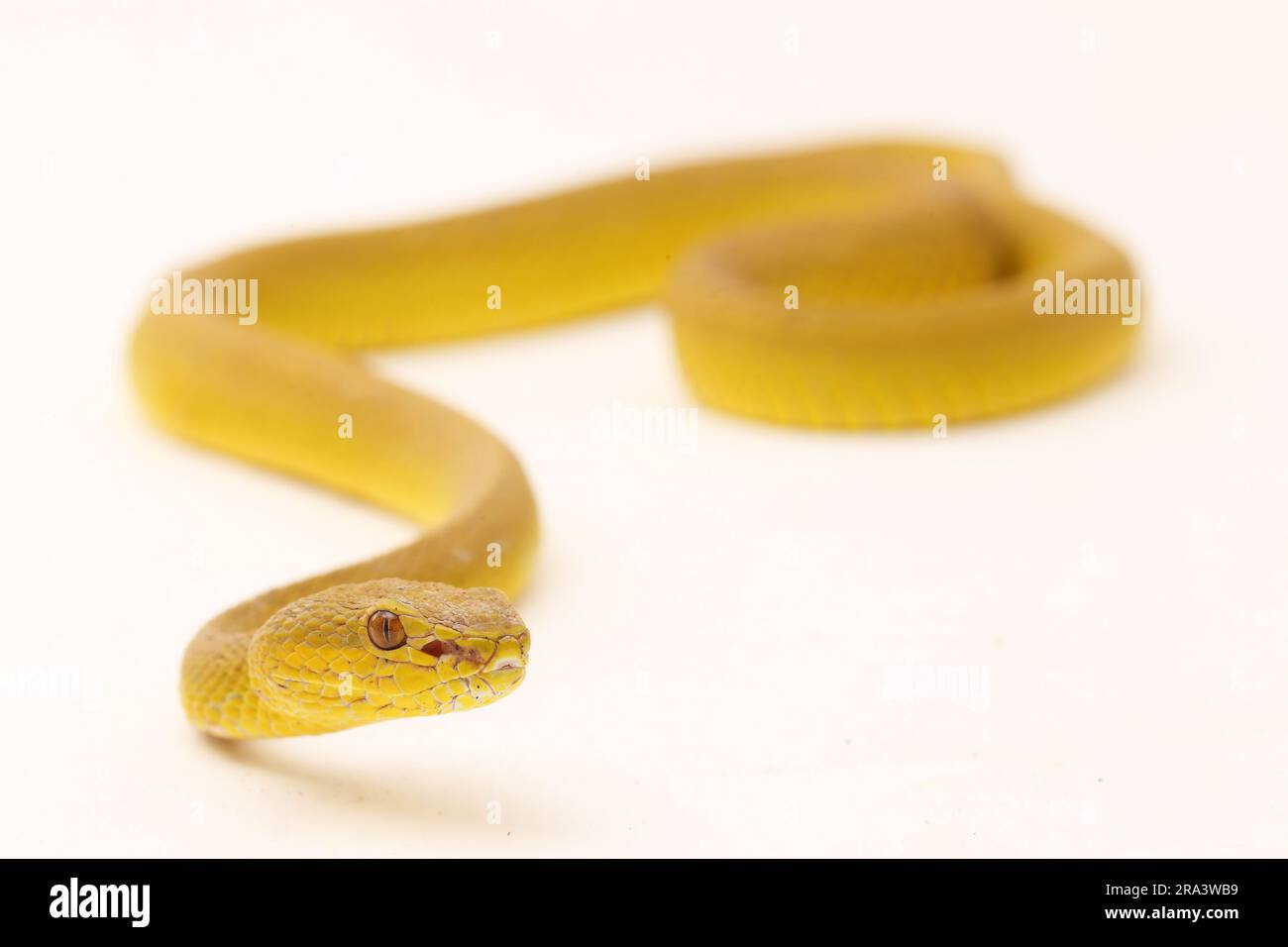 Yellow Sunda Island pitviper snake Trimeresurus insularis wetar ...