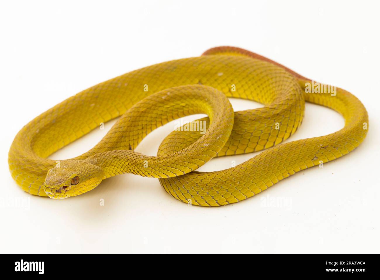 Yellow Sunda Island pitviper snake Trimeresurus insularis wetar ...