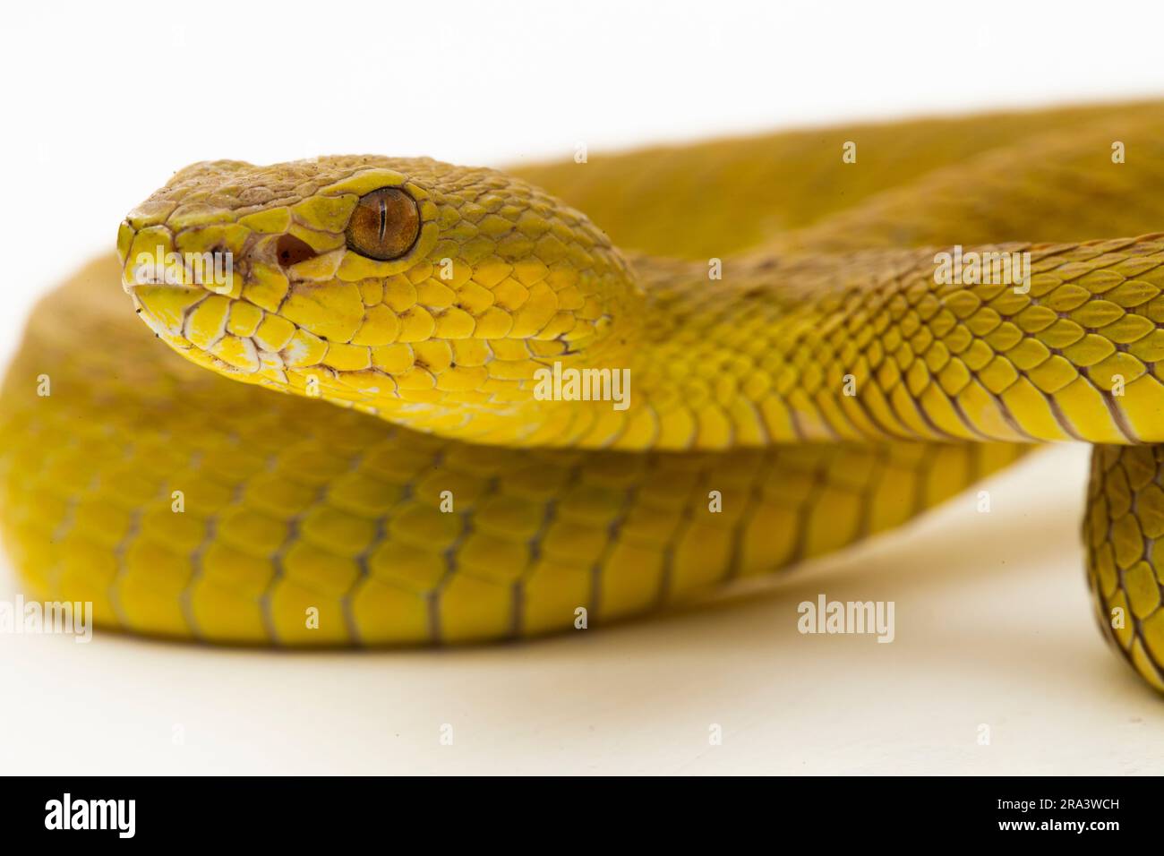 Yellow Sunda Island pitviper snake Trimeresurus insularis wetar ...