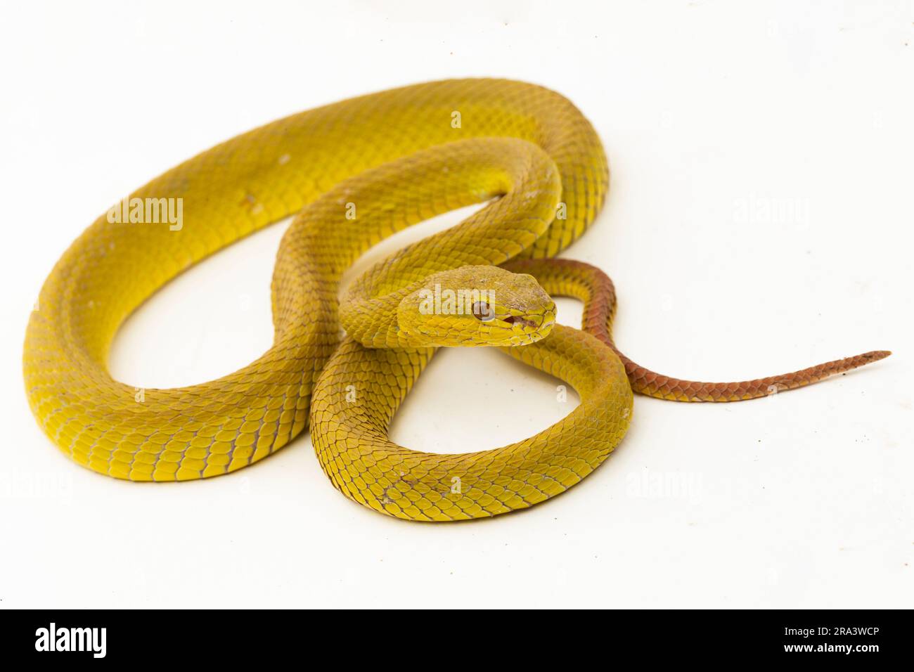 Yellow Sunda Island pitviper snake Trimeresurus insularis wetar ...