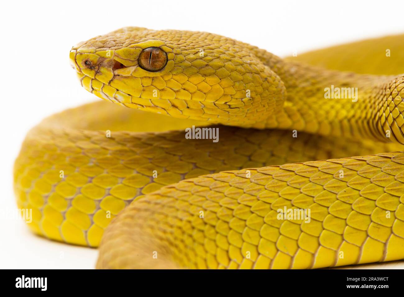 Yellow Sunda Island pitviper snake Trimeresurus insularis wetar ...