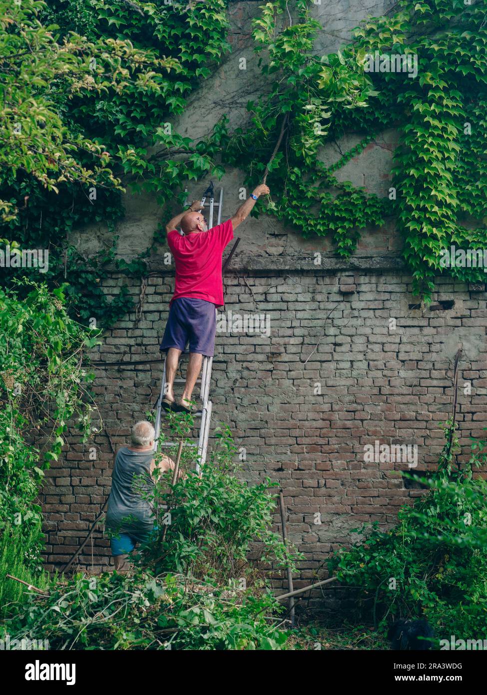 senior caucasian men pruning vines and trimming ivy, plants, branches ...