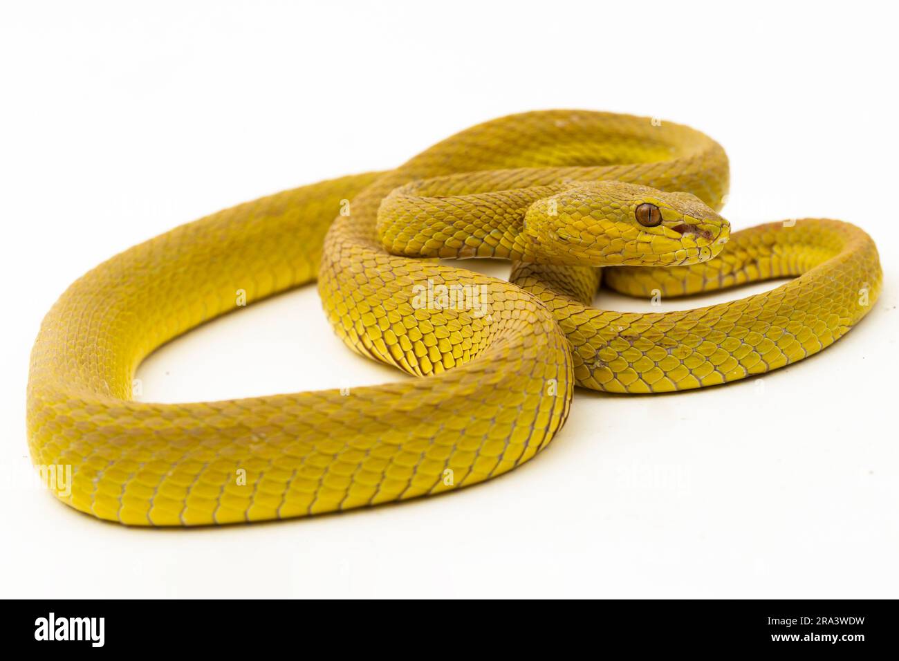 Yellow Sunda Island pitviper snake Trimeresurus insularis wetar ...