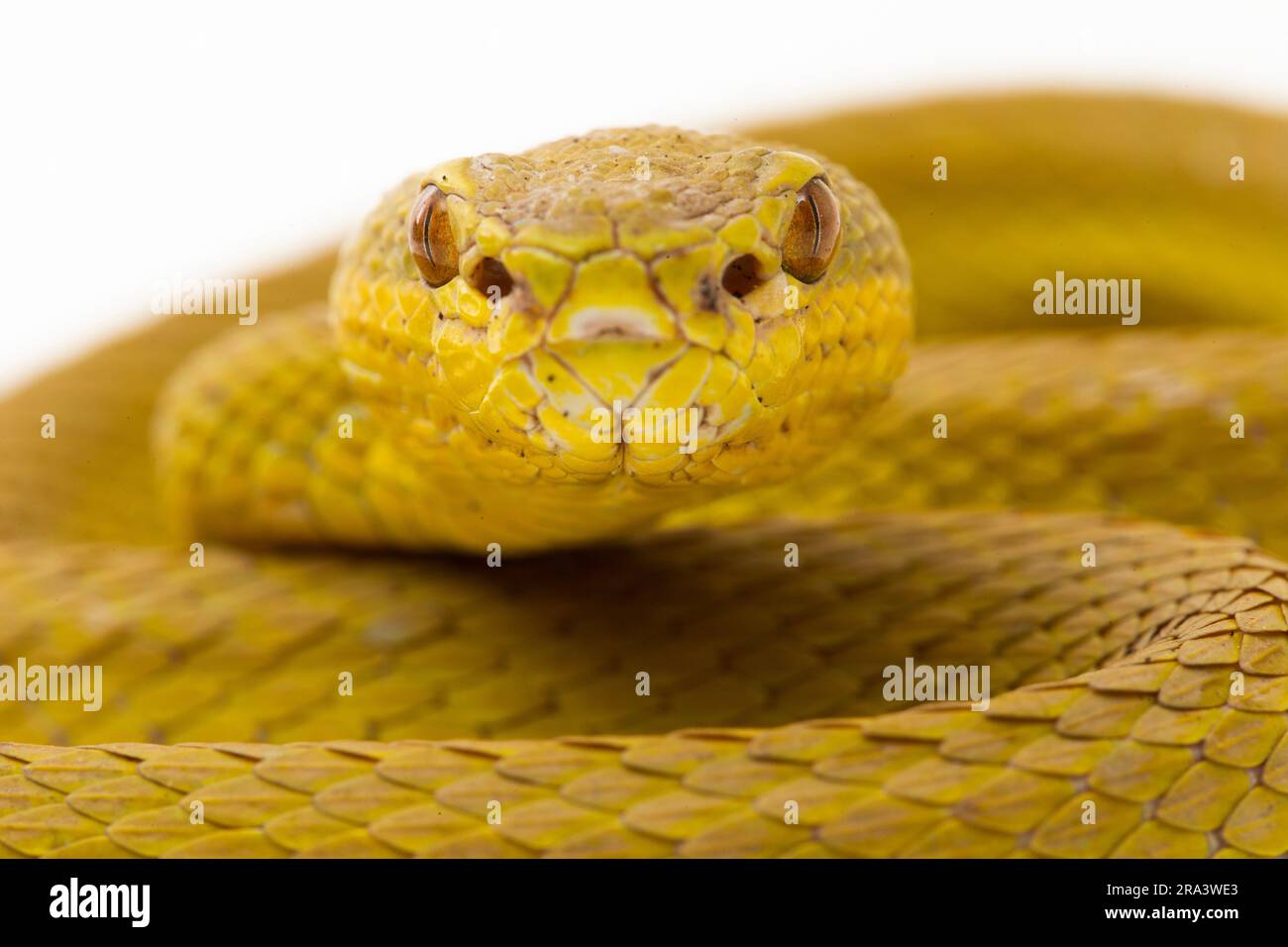 Yellow Sunda Island pitviper snake Trimeresurus insularis wetar ...