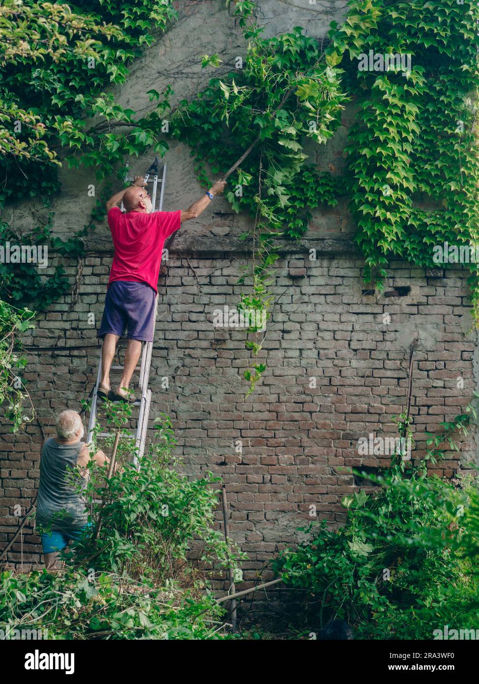 Trimming small hedge garden hi-res stock photography and images - Alamy