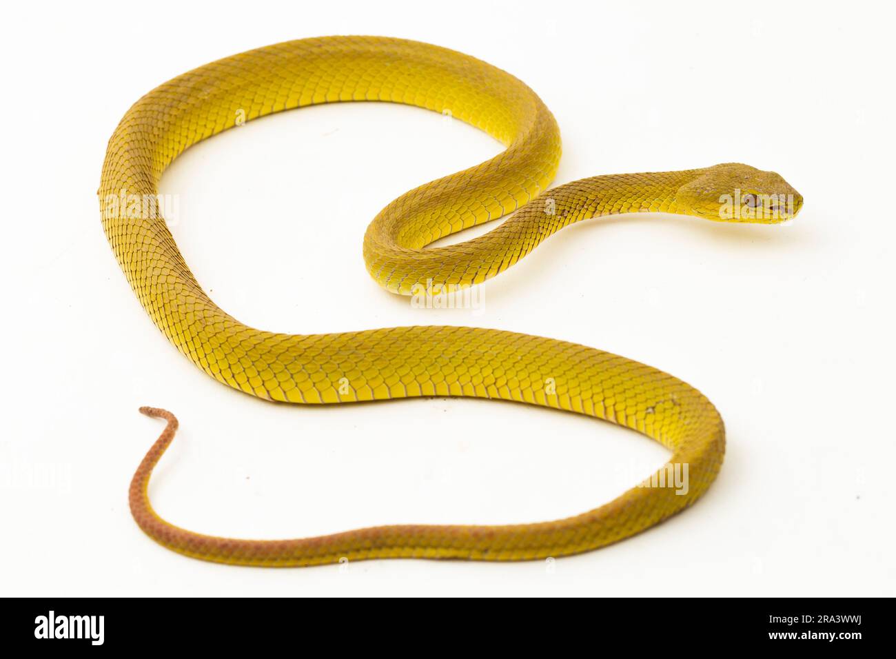 Yellow Sunda Island pitviper snake Trimeresurus insularis wetar ...