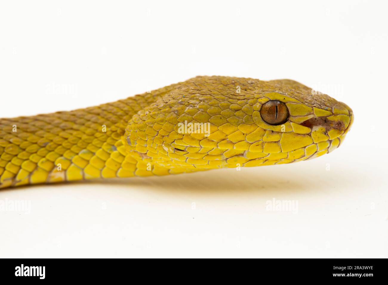 Yellow Sunda Island pitviper snake Trimeresurus insularis wetar ...