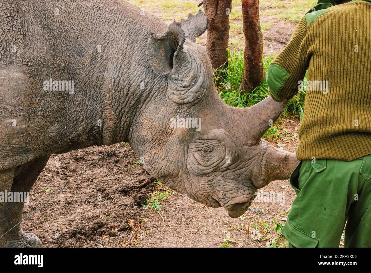 Hands of a tourist feeding Baraka - the Black blind rhino at Ol Pejeta ...