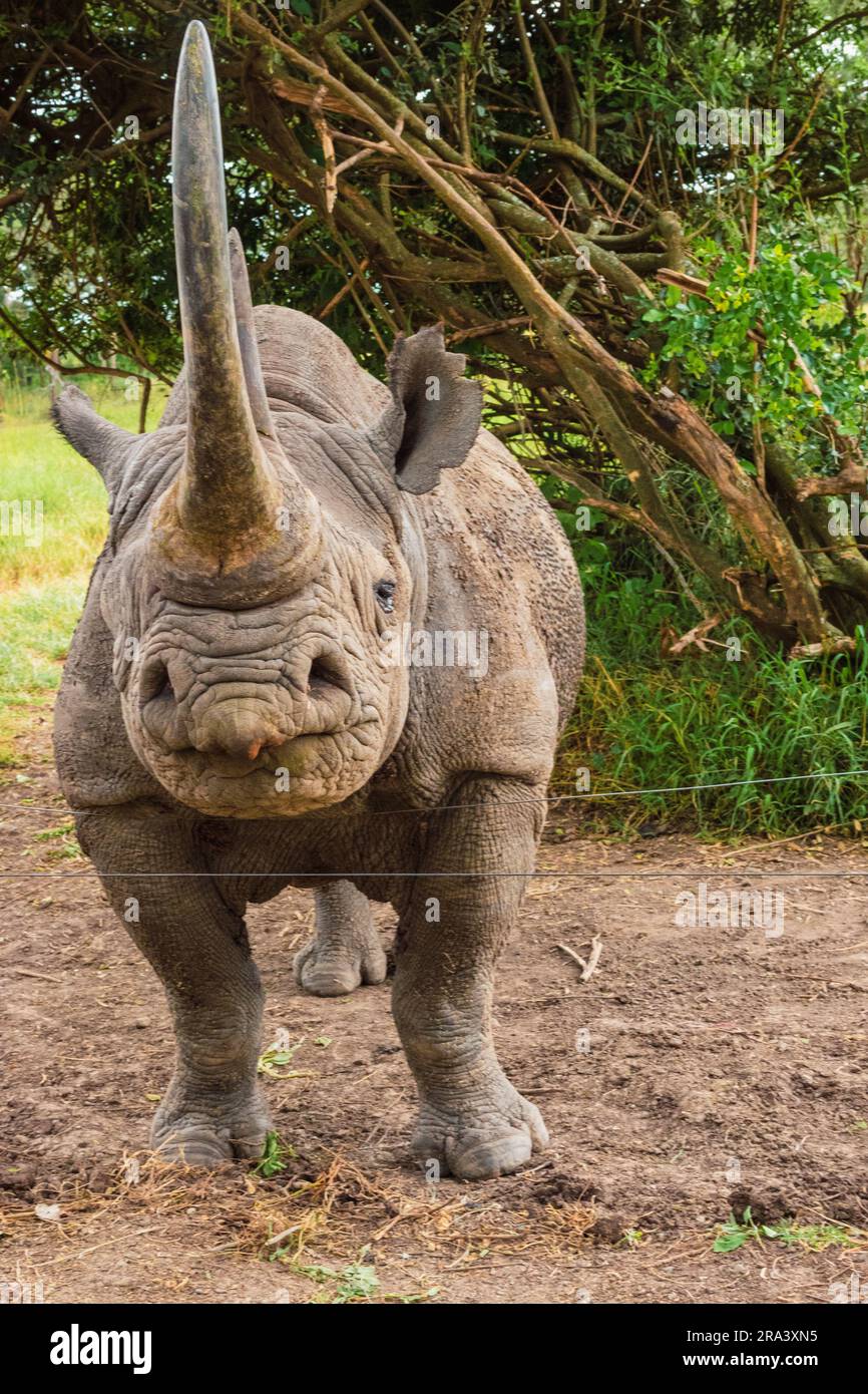 Baraka the blind black rhino in the Ol Pejeta Conservancy, Kenya Stock ...
