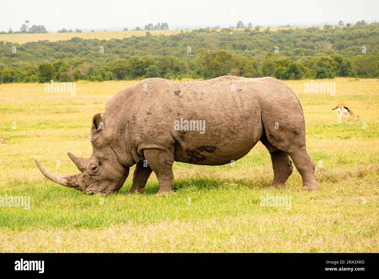 Northern white rhinoceros hi-res stock photography and images - Alamy