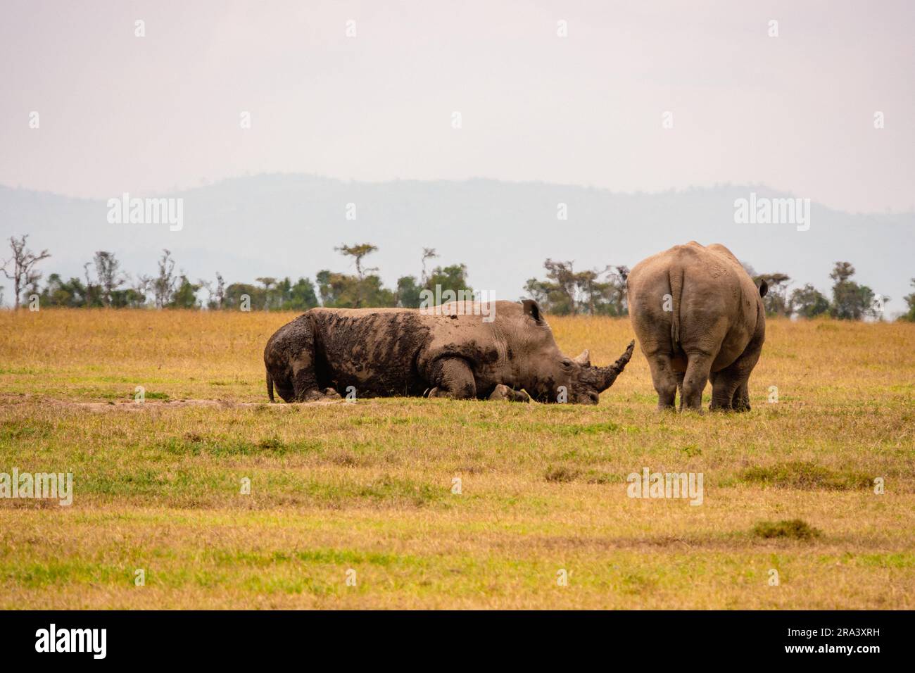 Northern White rhinos grazing in the wild at Ol Pejeta Conservancy in ...