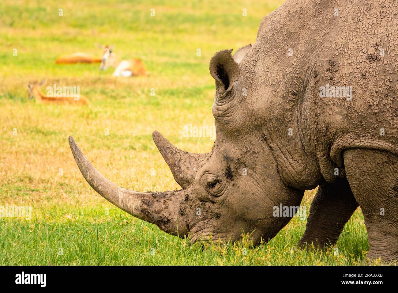 Northern White rhinos grazing in the wild at Ol Pejeta Conservancy in ...
