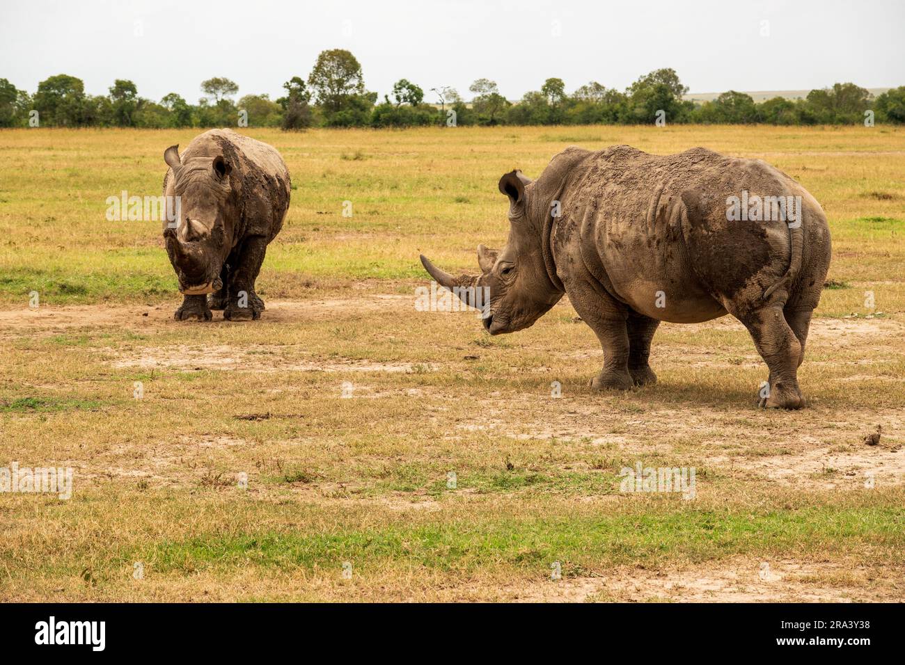 Northern White rhinos grazing in the wild at Ol Pejeta Conservancy in ...