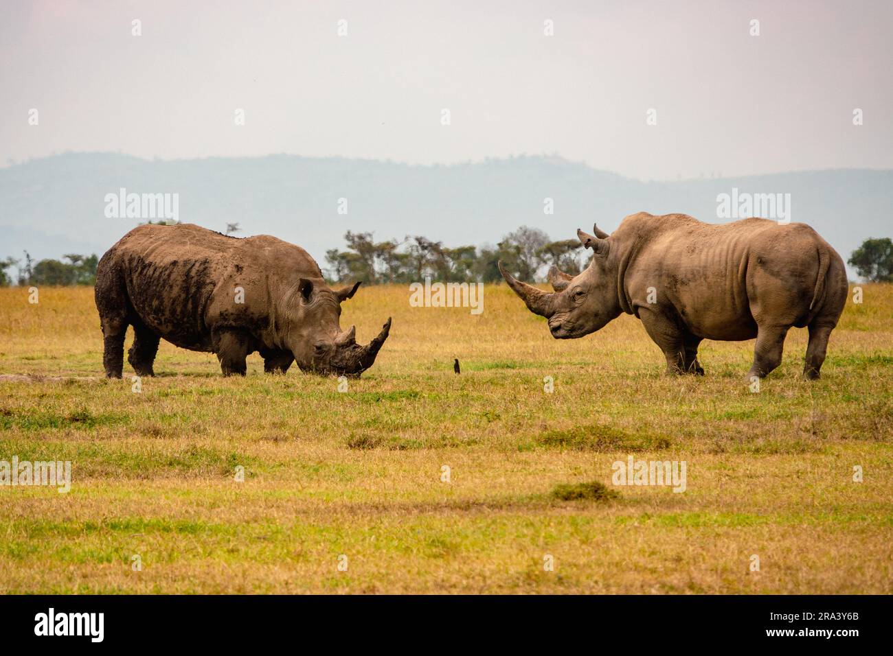 Northern White rhinos grazing in the wild at Ol Pejeta Conservancy in ...