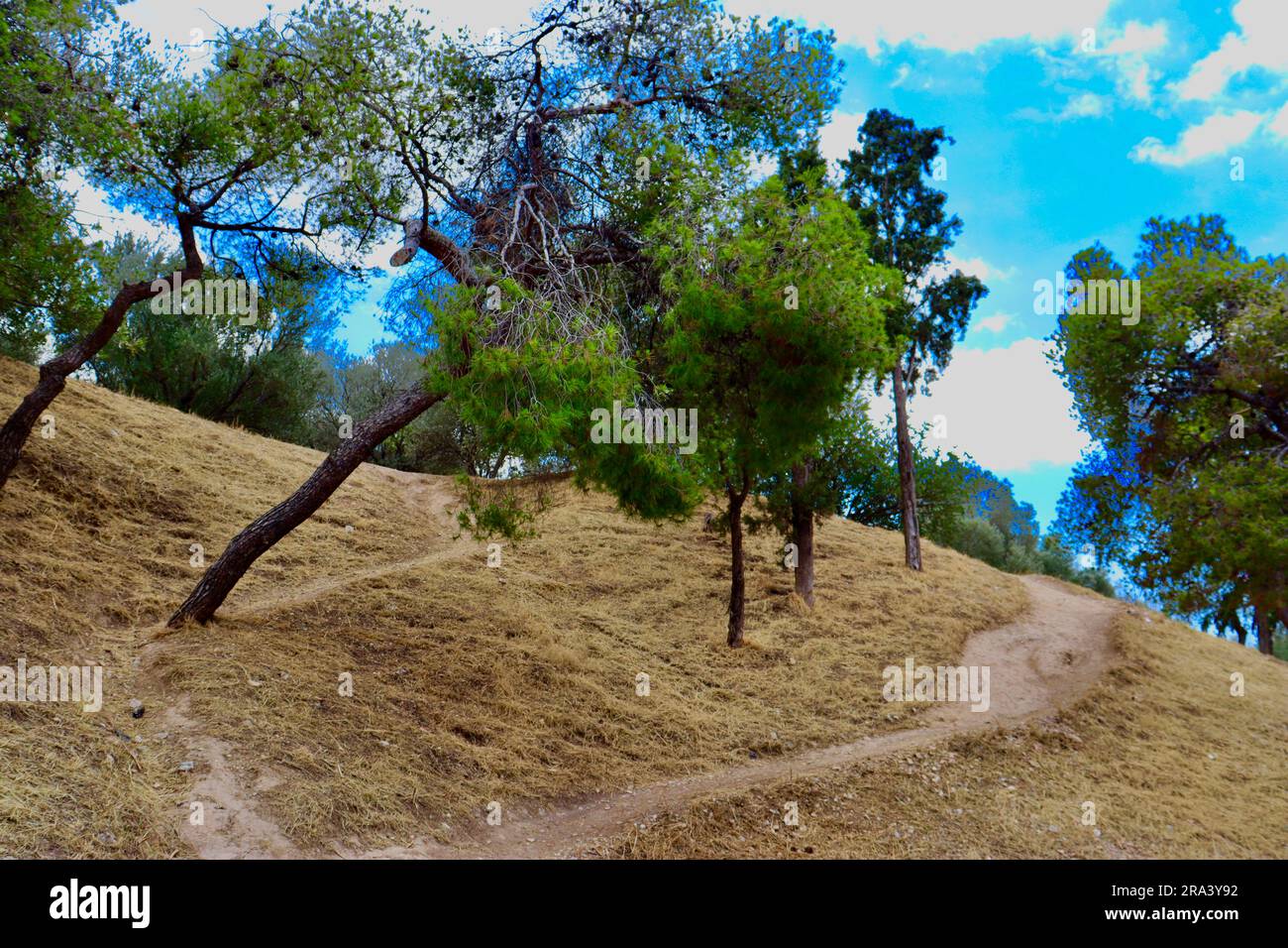 Sparse trees hi-res stock photography and images - Alamy