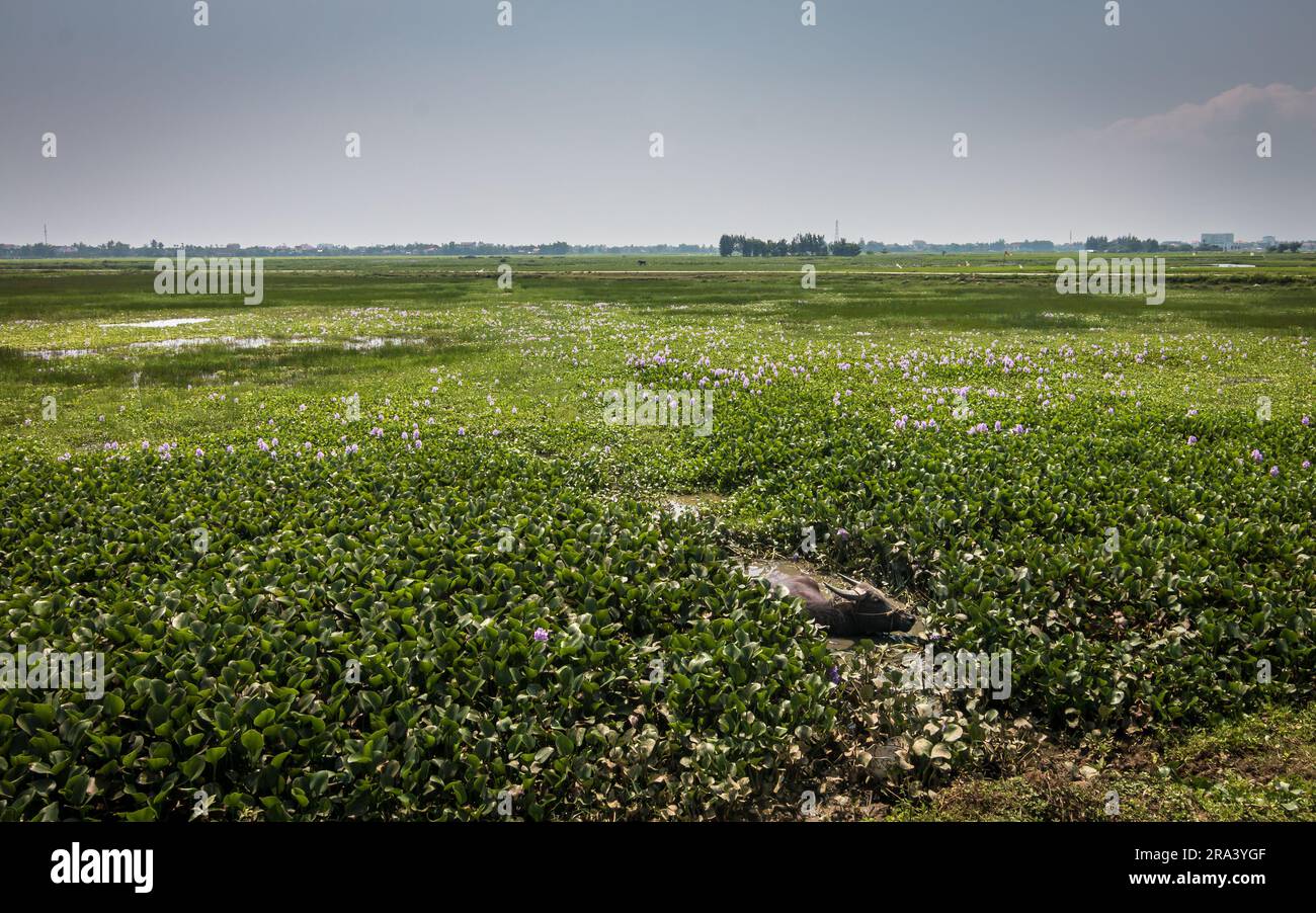 Verdure carpet hi-res stock photography and images - Alamy