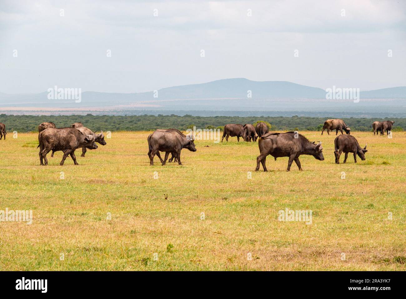 Large group african buffaloes hi-res stock photography and images - Alamy