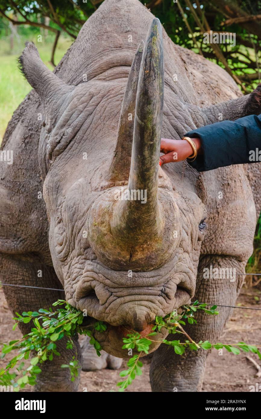 Hands of a tourist feeding Baraka - the Black blind rhino at Ol Pejeta ...