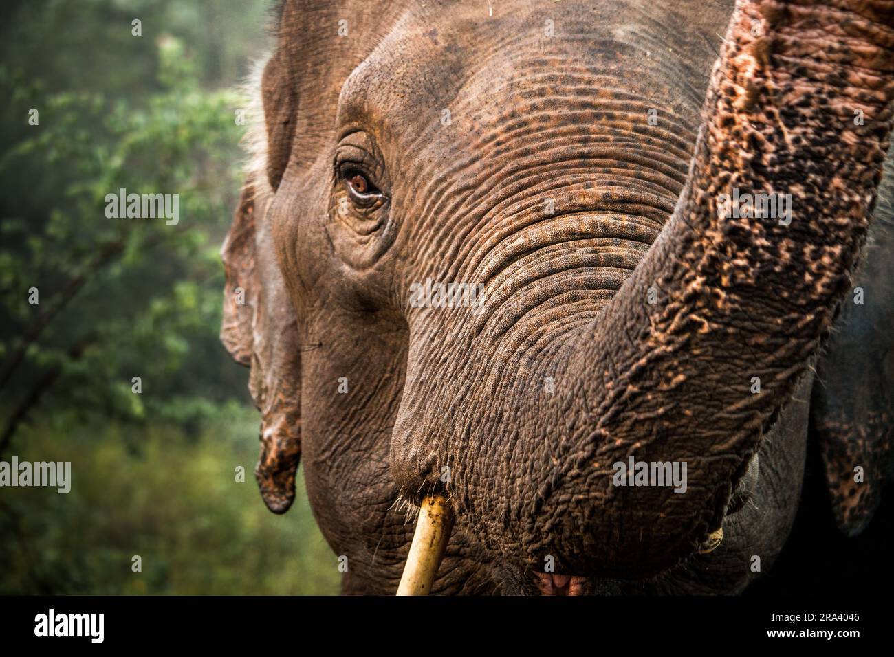 A majestic elephant stands in a tranquil environment with its trunk ...