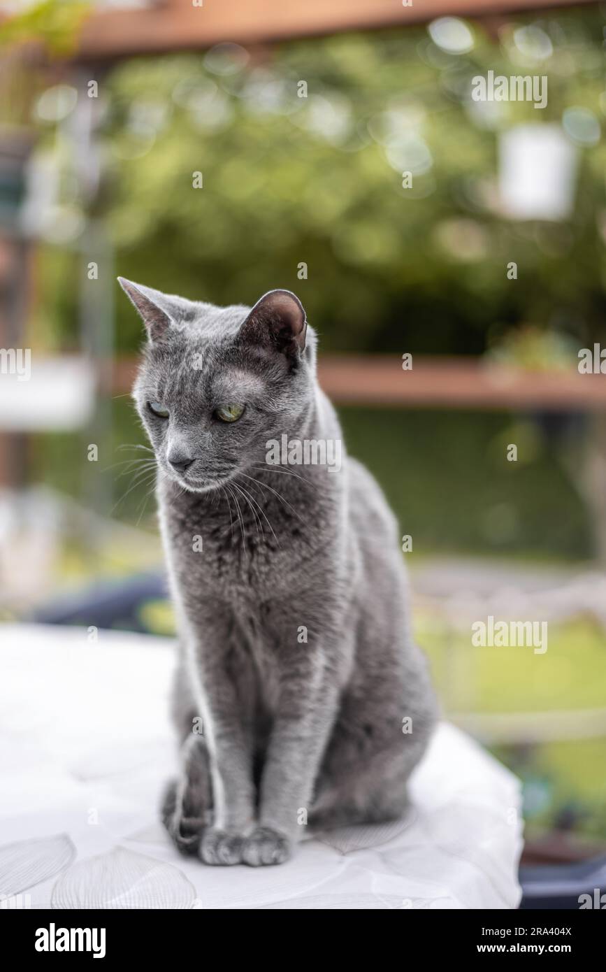 Russian blue cat is sitting on the table on the terrace in summer Stock ...