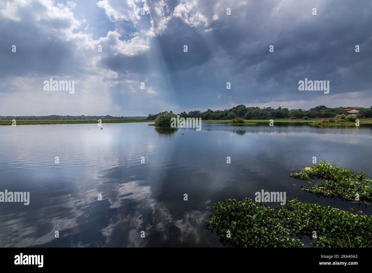 An idyllic natural landscape featuring a peaceful pond surrounded by ...