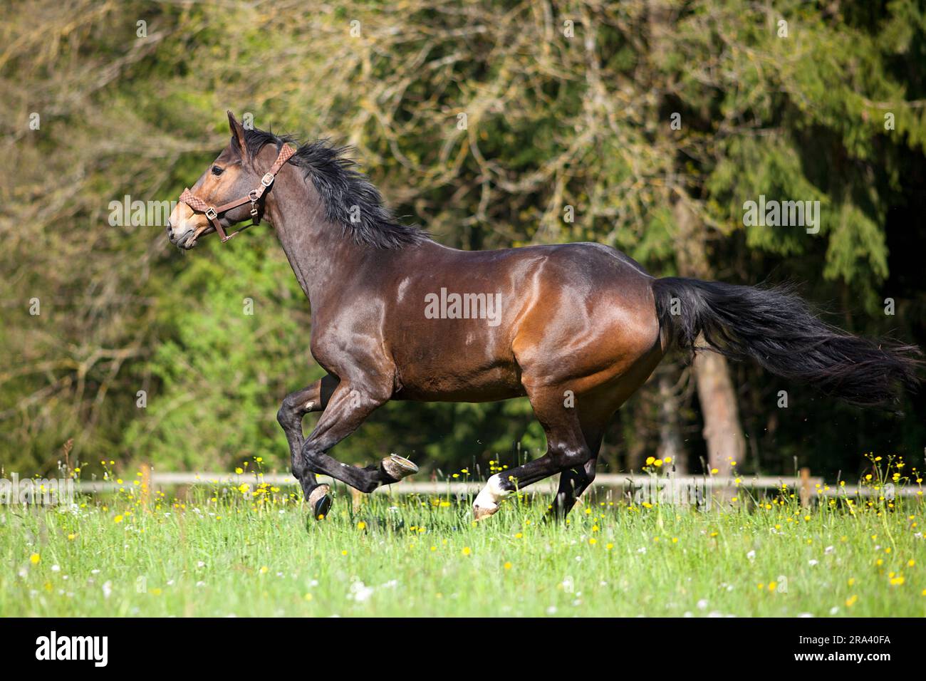 Horse gallop free outside on meadow Stock Photo - Alamy