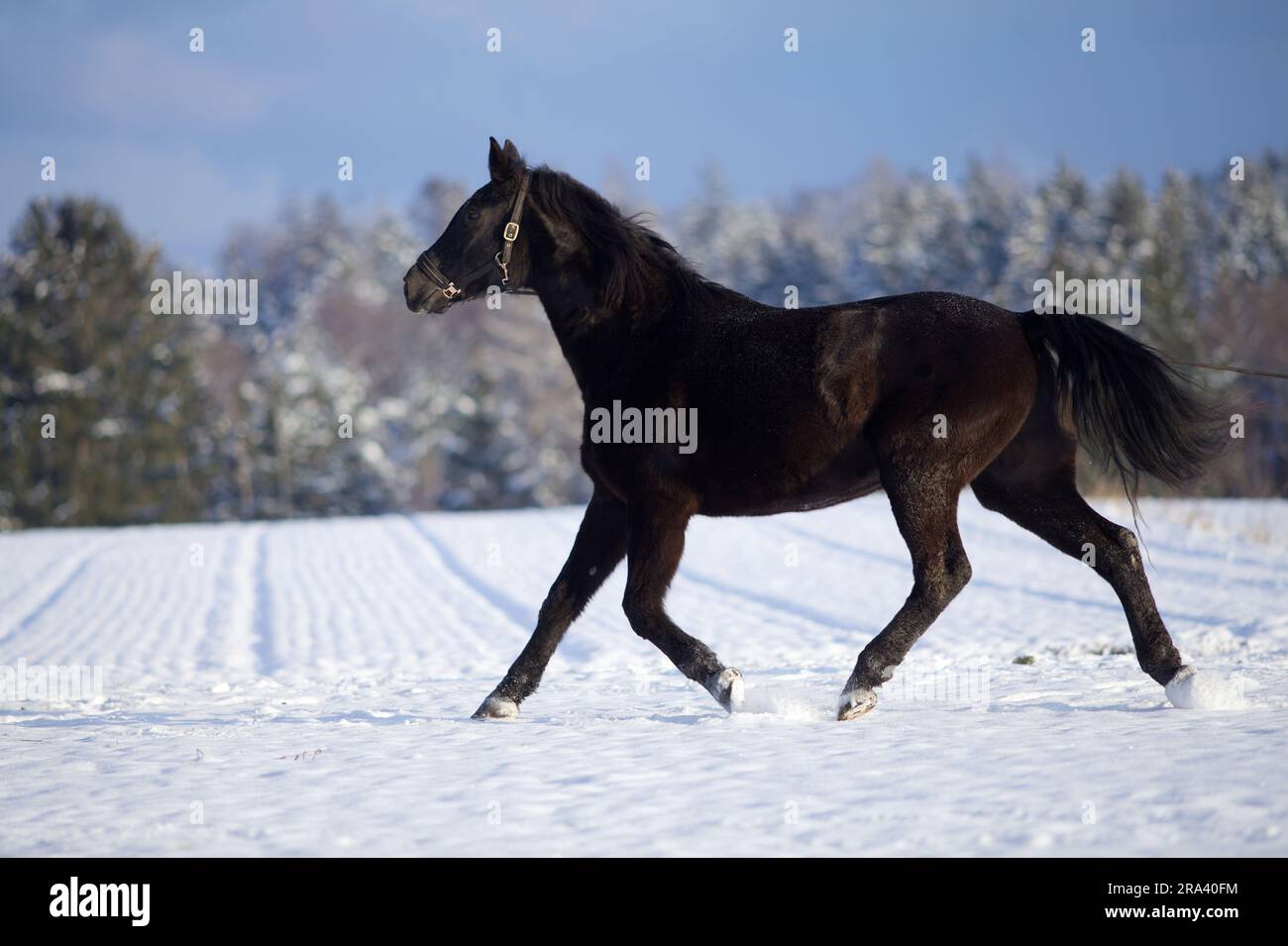 Horse snow winter galloping hi-res stock photography and images - Alamy
