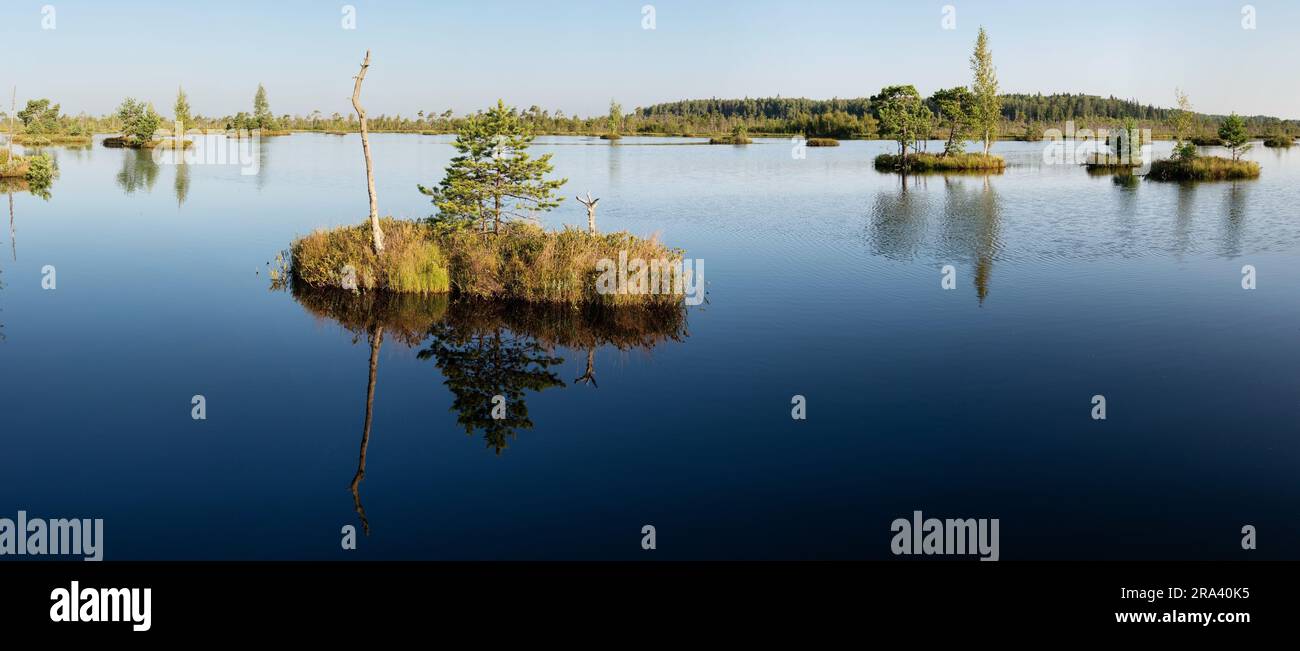 The huge sphagnum bog Yelnya in Belarus, a unique nature reserve Stock ...