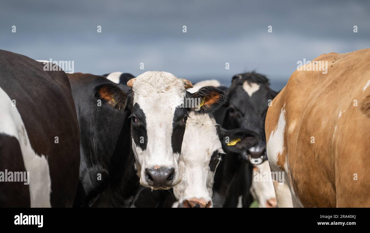 Fleckvieh cattle coming into milk at Bain Farm near Sandwick on ...