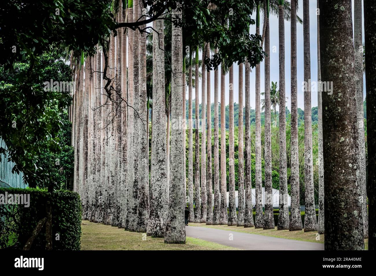 A scenic view of a long winding pathway lined with tall white trees on ...