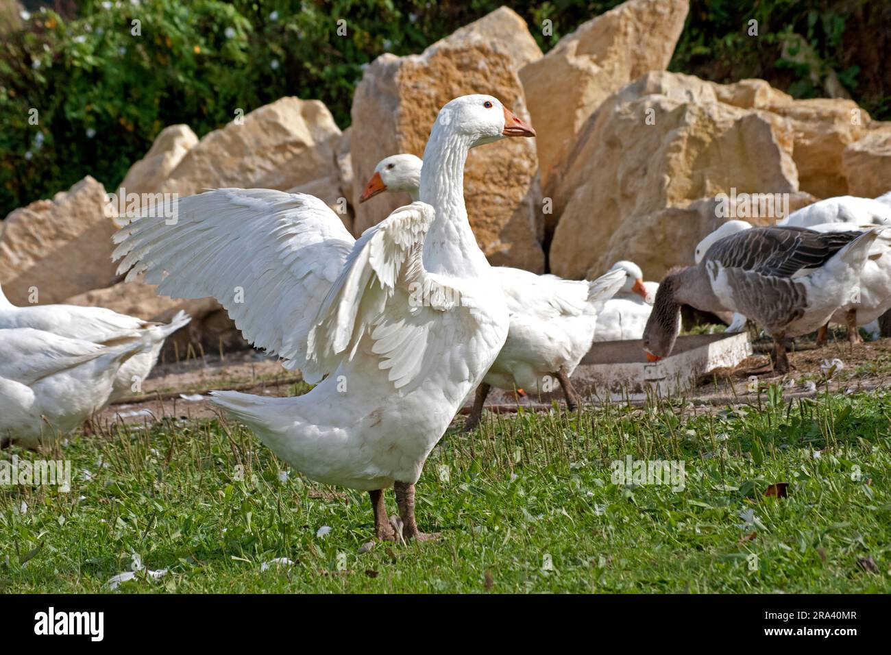Goose feather trees hi-res stock photography and images - Alamy