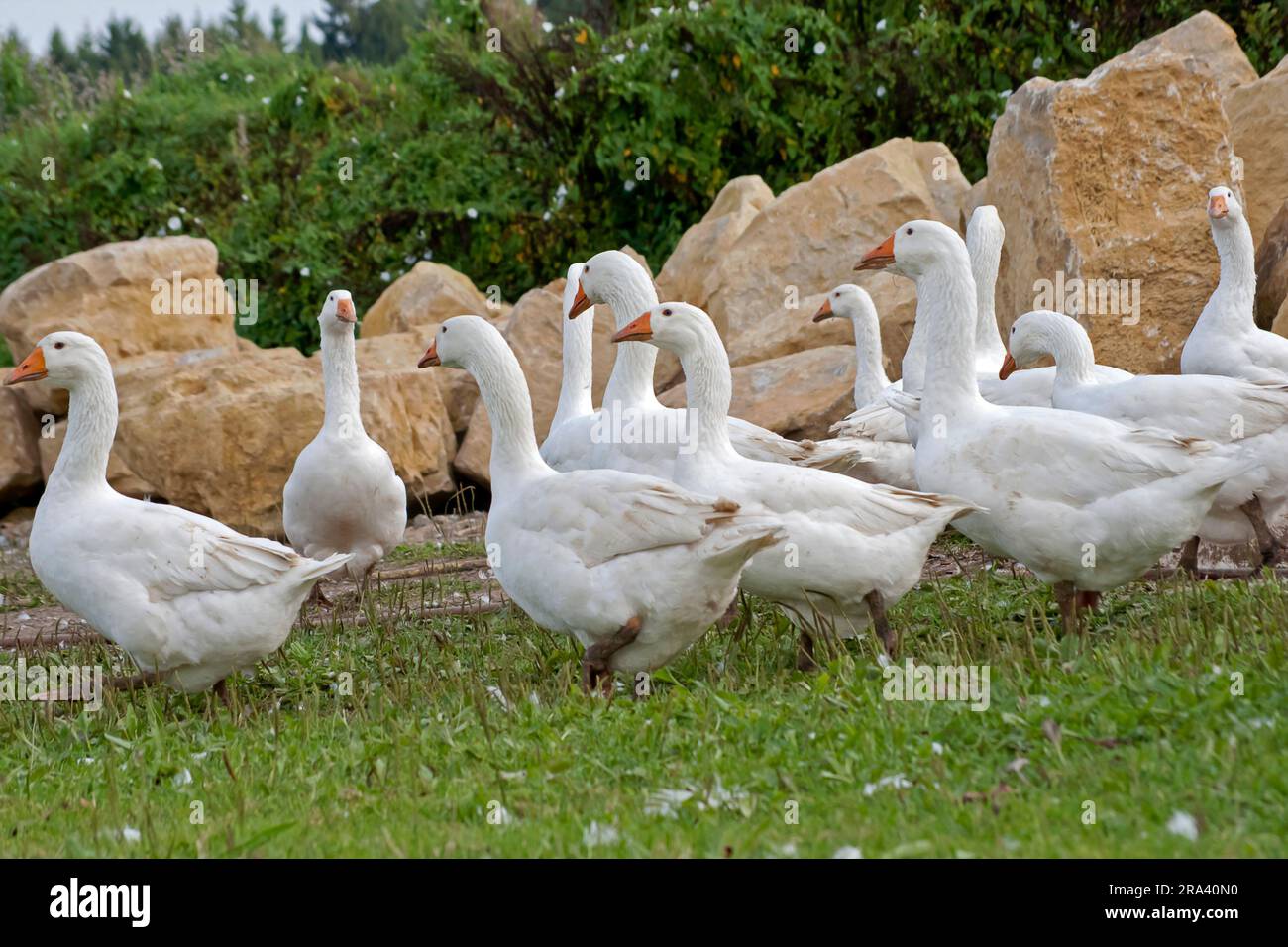 Goose feather trees hi-res stock photography and images - Alamy