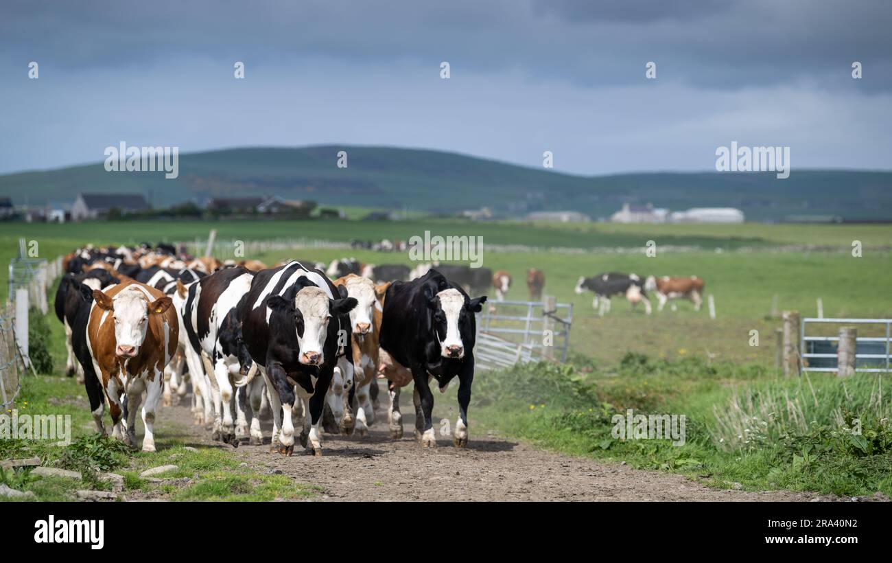 Fleckvieh cattle coming into milk at Bain Farm near Sandwick on ...