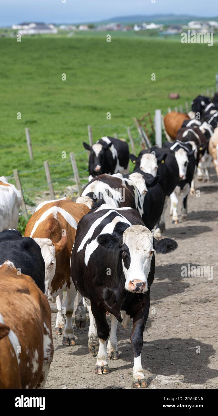 Fleckvieh cattle coming into milk at Bain Farm near Sandwick on ...