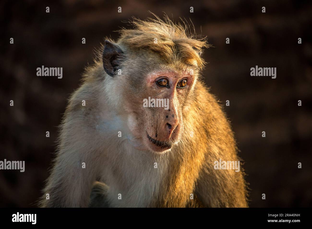 Muse wall hi-res stock photography and images - Alamy