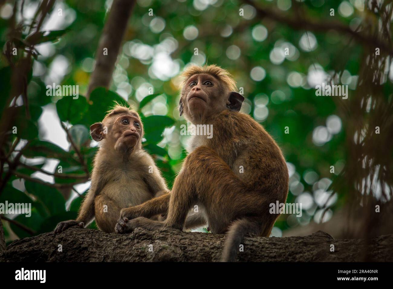 Monkeys curious eyes gaze hi-res stock photography and images - Alamy