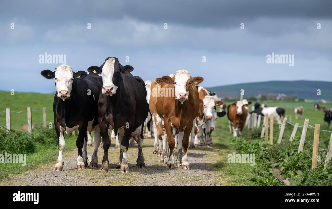 Fleckvieh cattle coming into milk at Bain Farm near Sandwick on ...