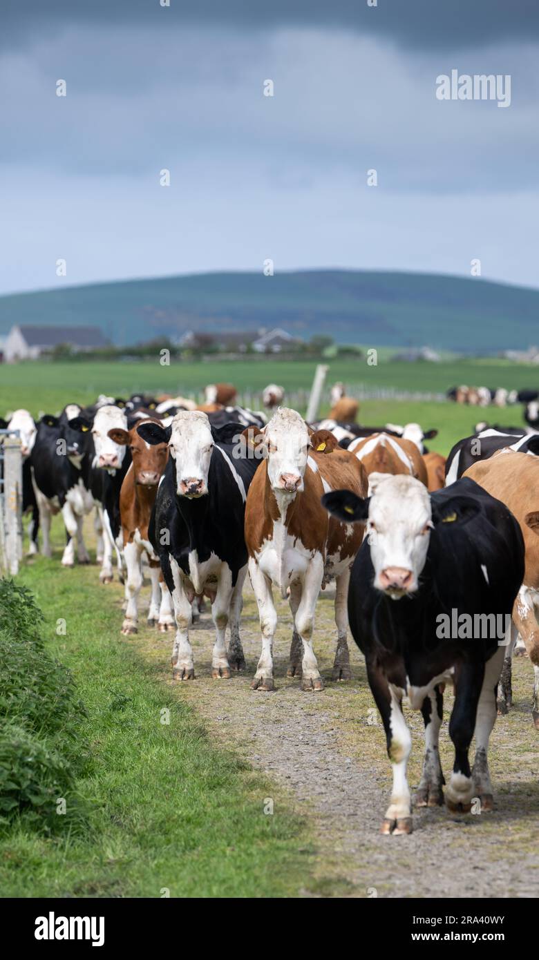 Fleckvieh cattle coming into milk at Bain Farm near Sandwick on ...