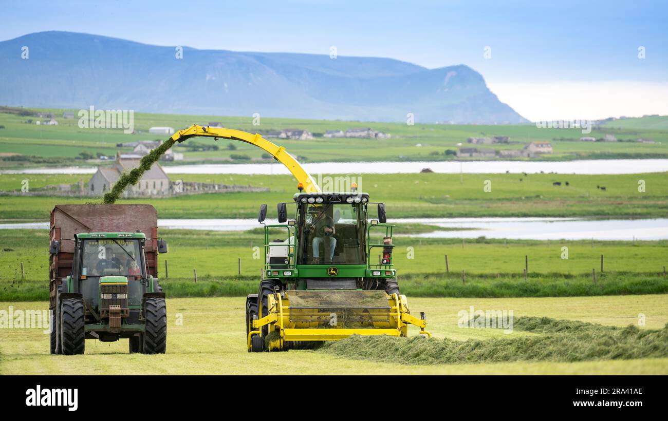 Silage making at a dairy farm on the Orkney Island, with isle of Hot on ...