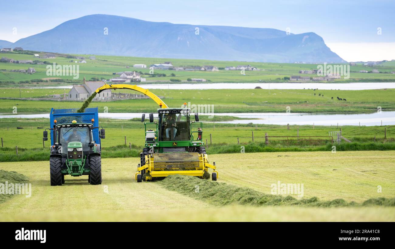 Silage making at a dairy farm on the Orkney Island, with isle of Hot on ...