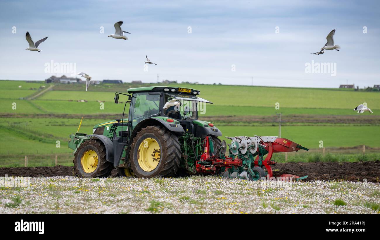 Ploughing in grassland in preperation for reseeding, using a John Deere ...