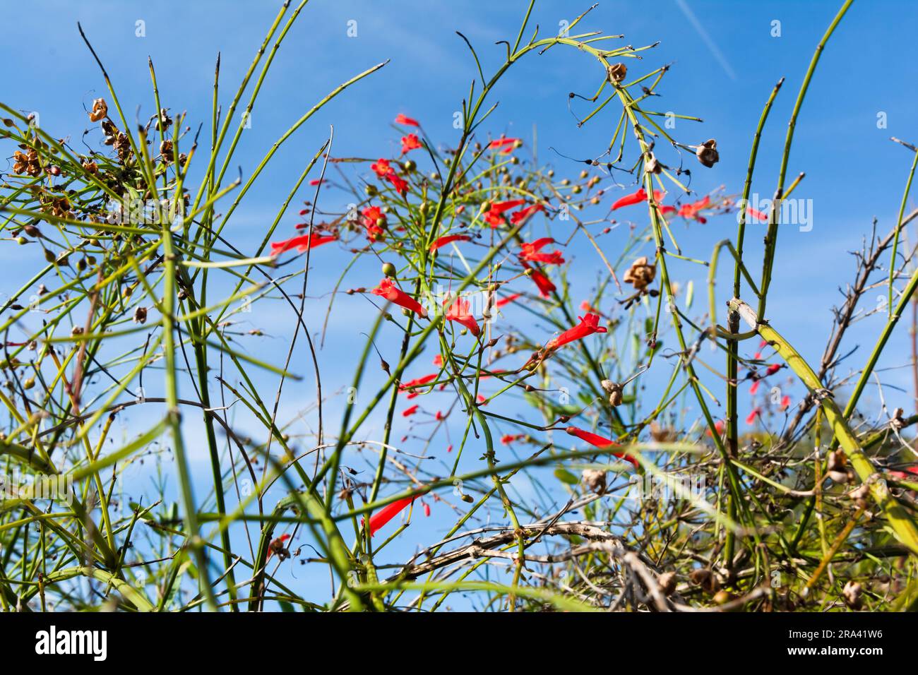 Red wildflower. penstemon centrifolius. Botany. Environment. against ...