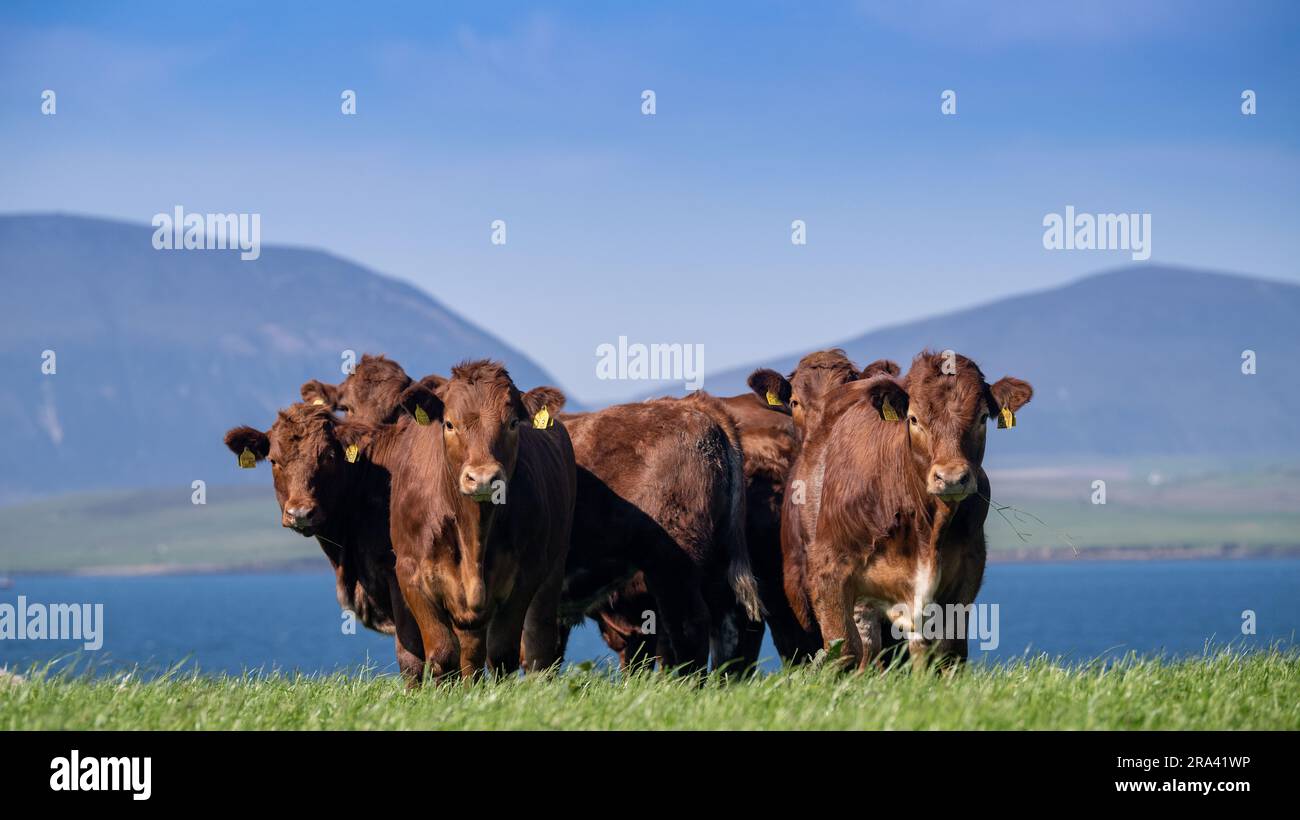 Herd of Luing native beef cattle grazing pasture on the Orkney Isles ...