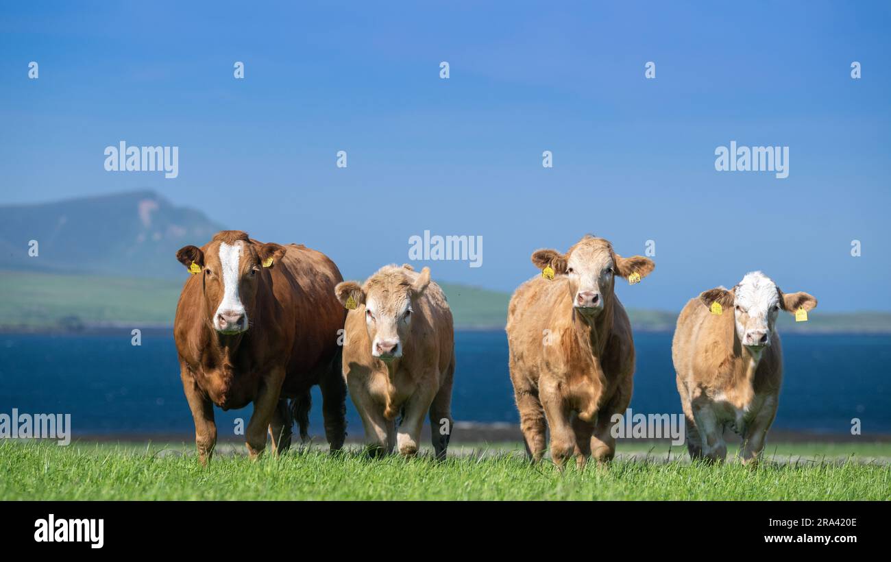 Herd of suckler beef cattle grazing pasture on the Orkney Isles with ...