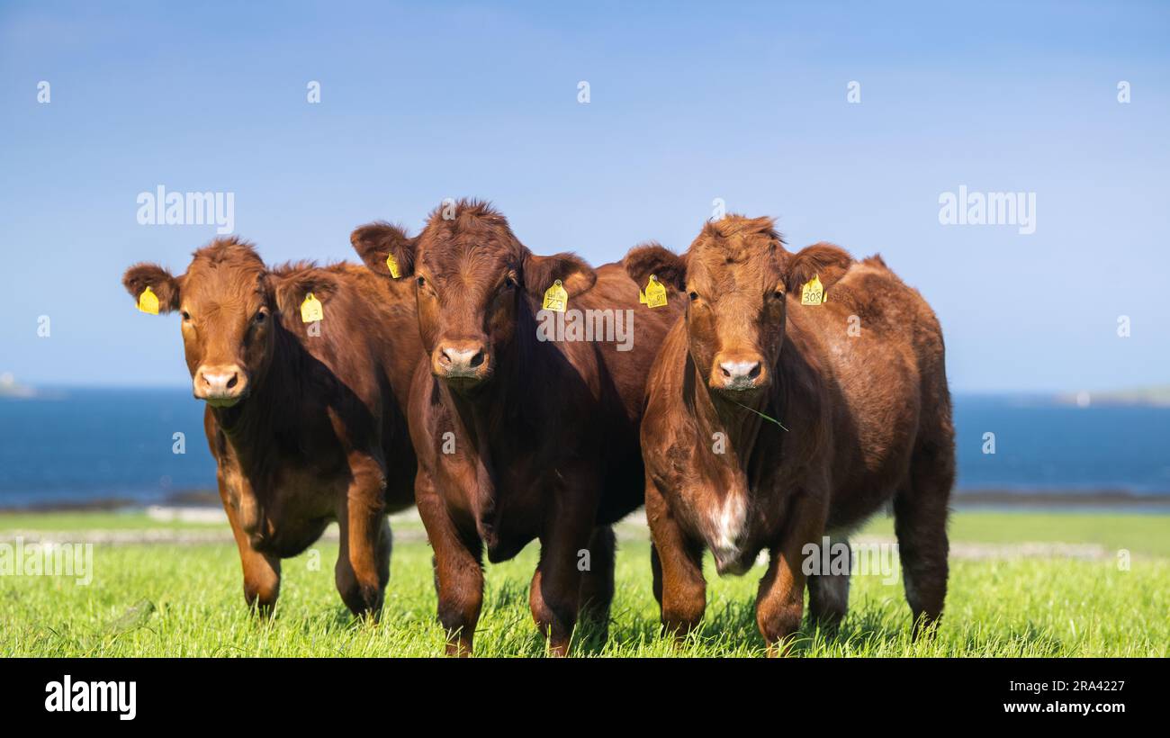 Herd of suckler beef cattle grazing pasture on the Orkney Isles near ...