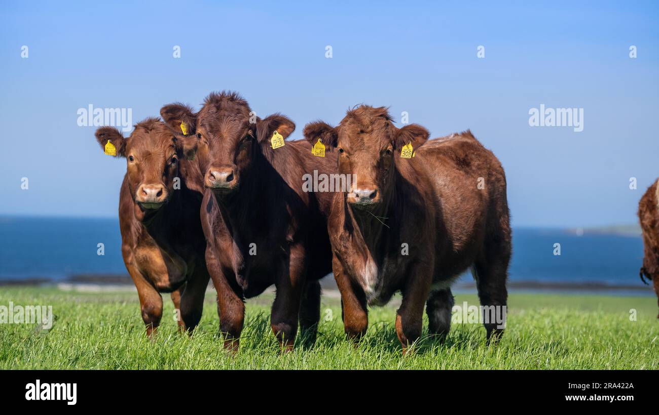 Herd of suckler beef cattle grazing pasture on the Orkney Isles near ...