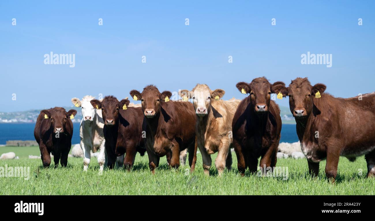Herd of suckler beef cattle grazing pasture on the Orkney Isles near ...